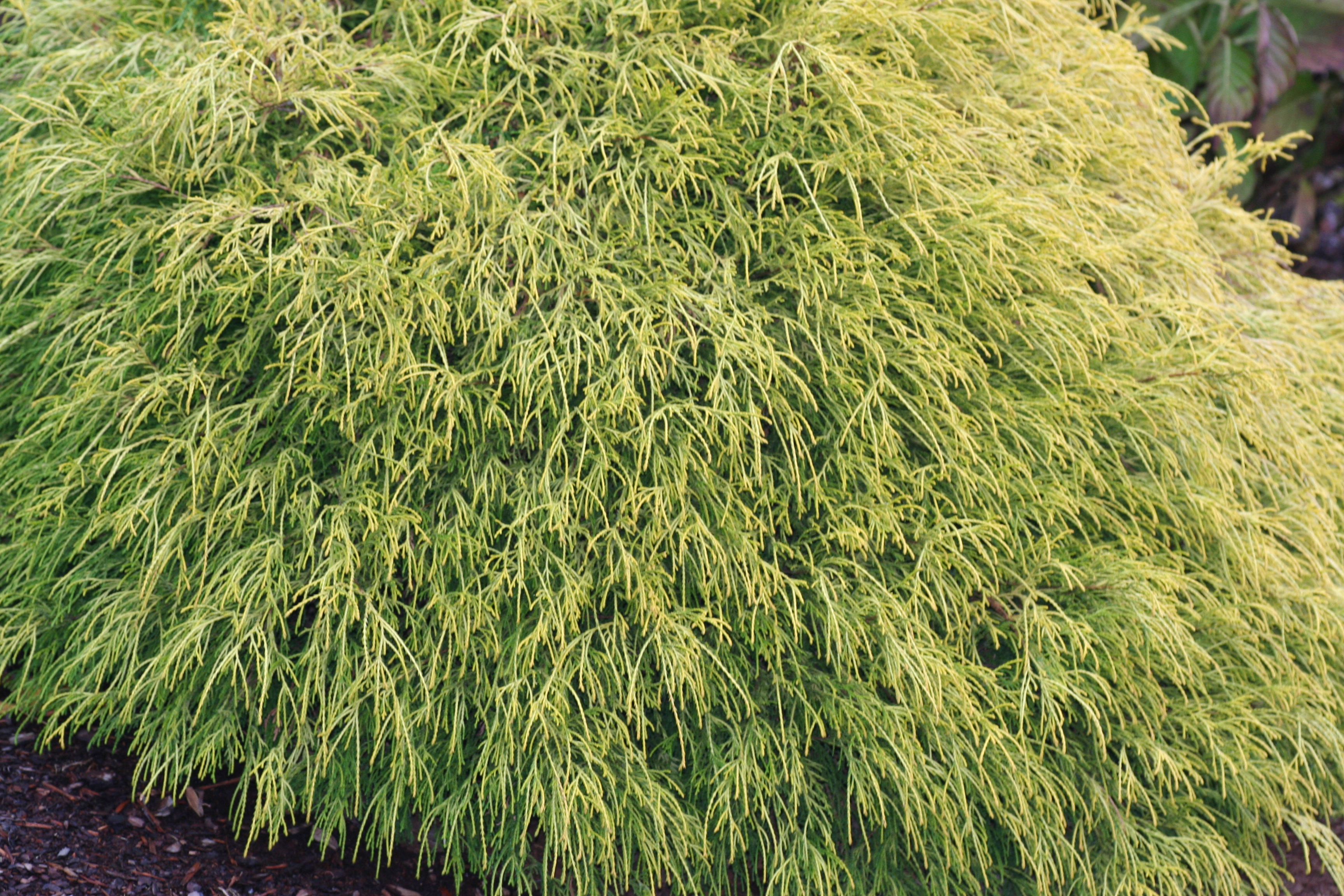 Golden Mops Threadleaf False Cypress - Handpicked For You