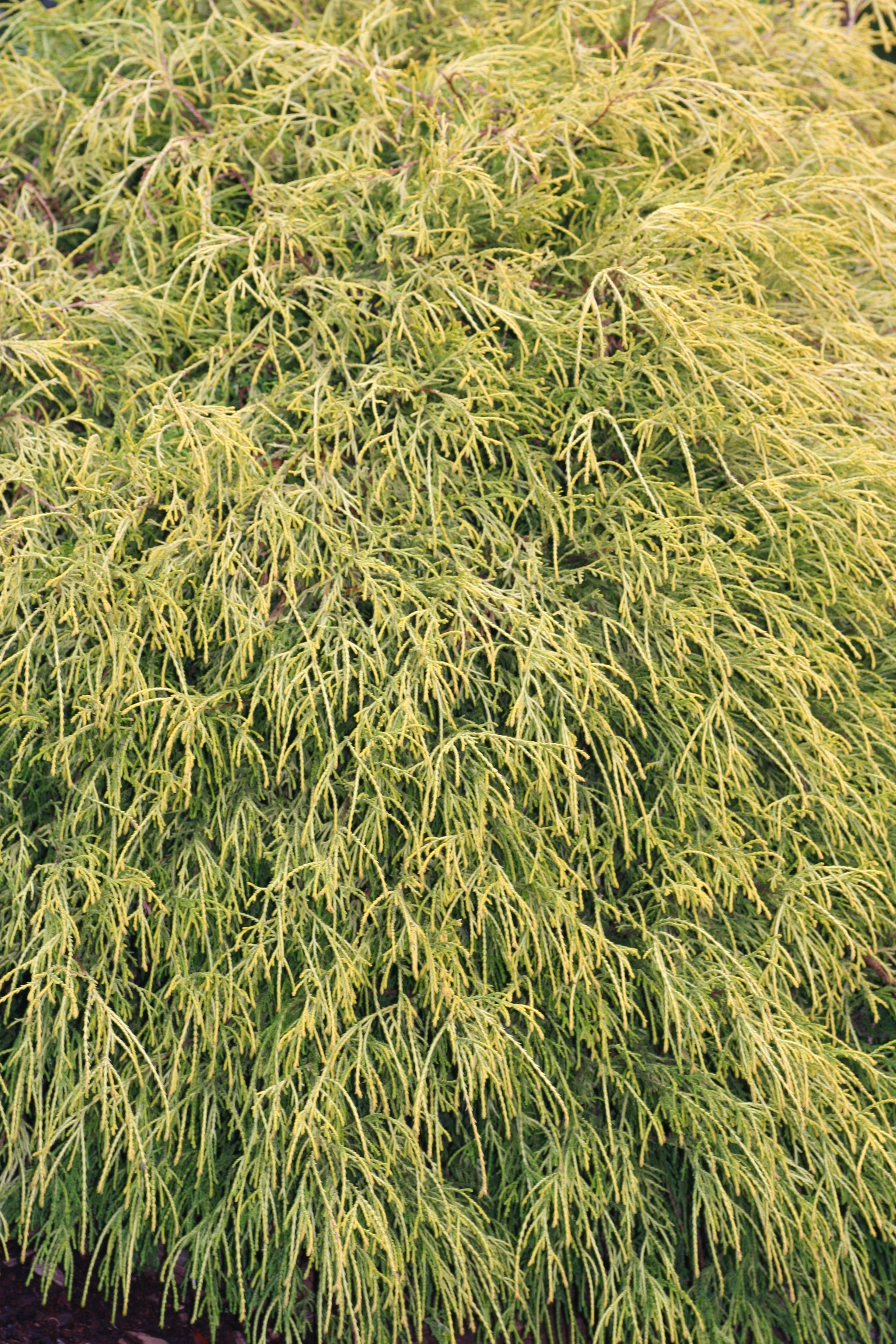 Golden Mops Threadleaf False Cypress - Handpicked For You