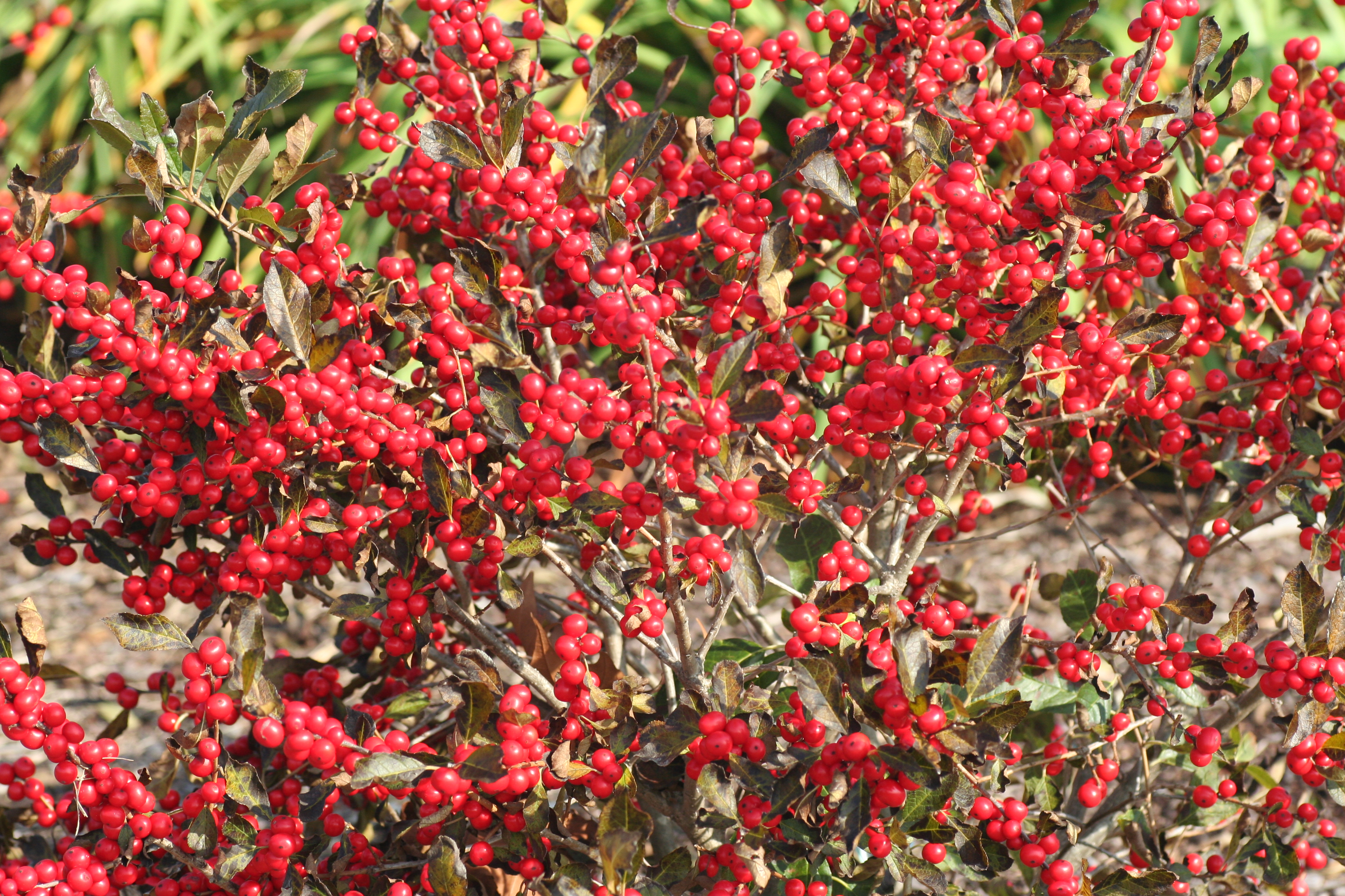 Red Sprite Winterberry - Handpicked For You