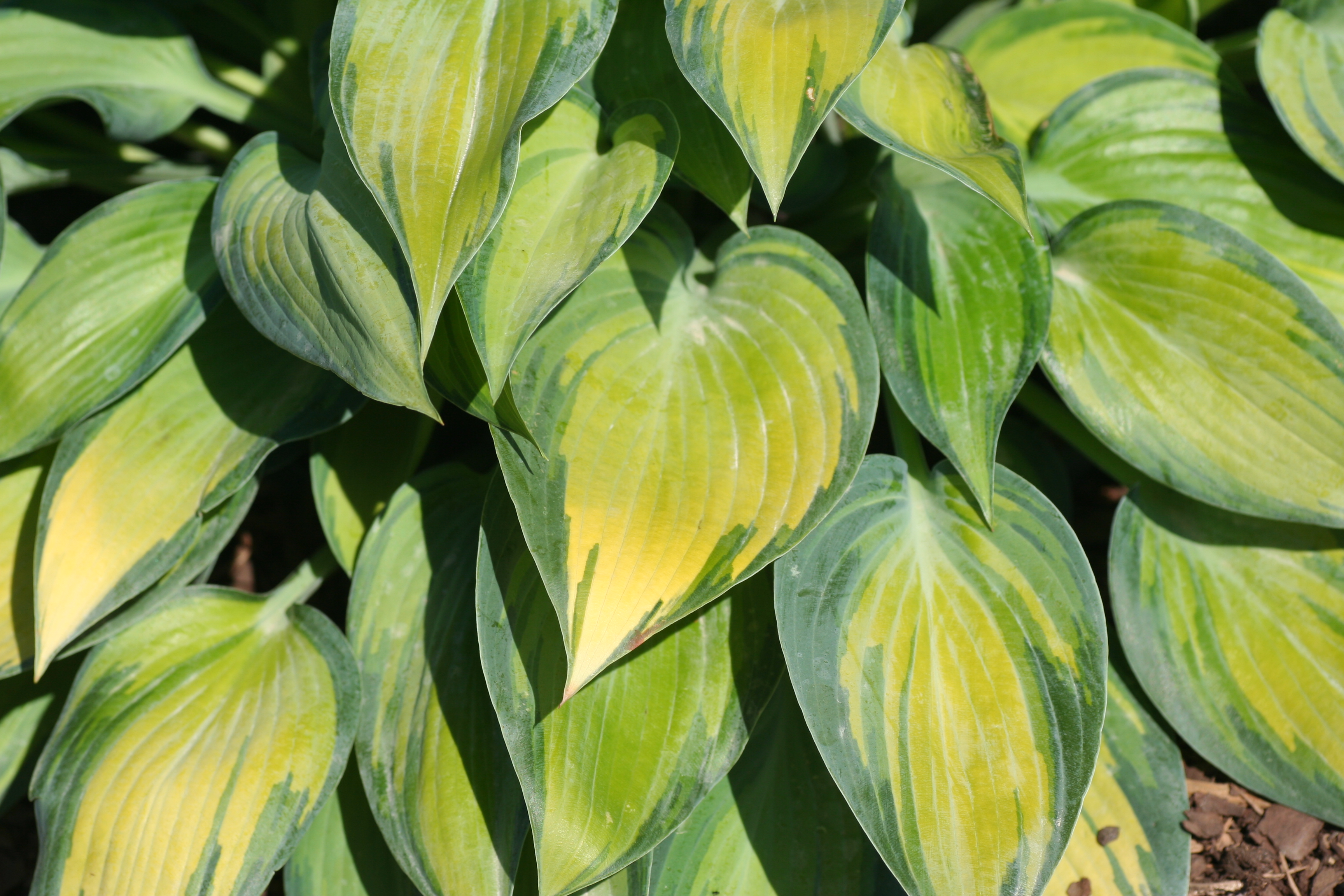 June Hosta - Handpicked For You