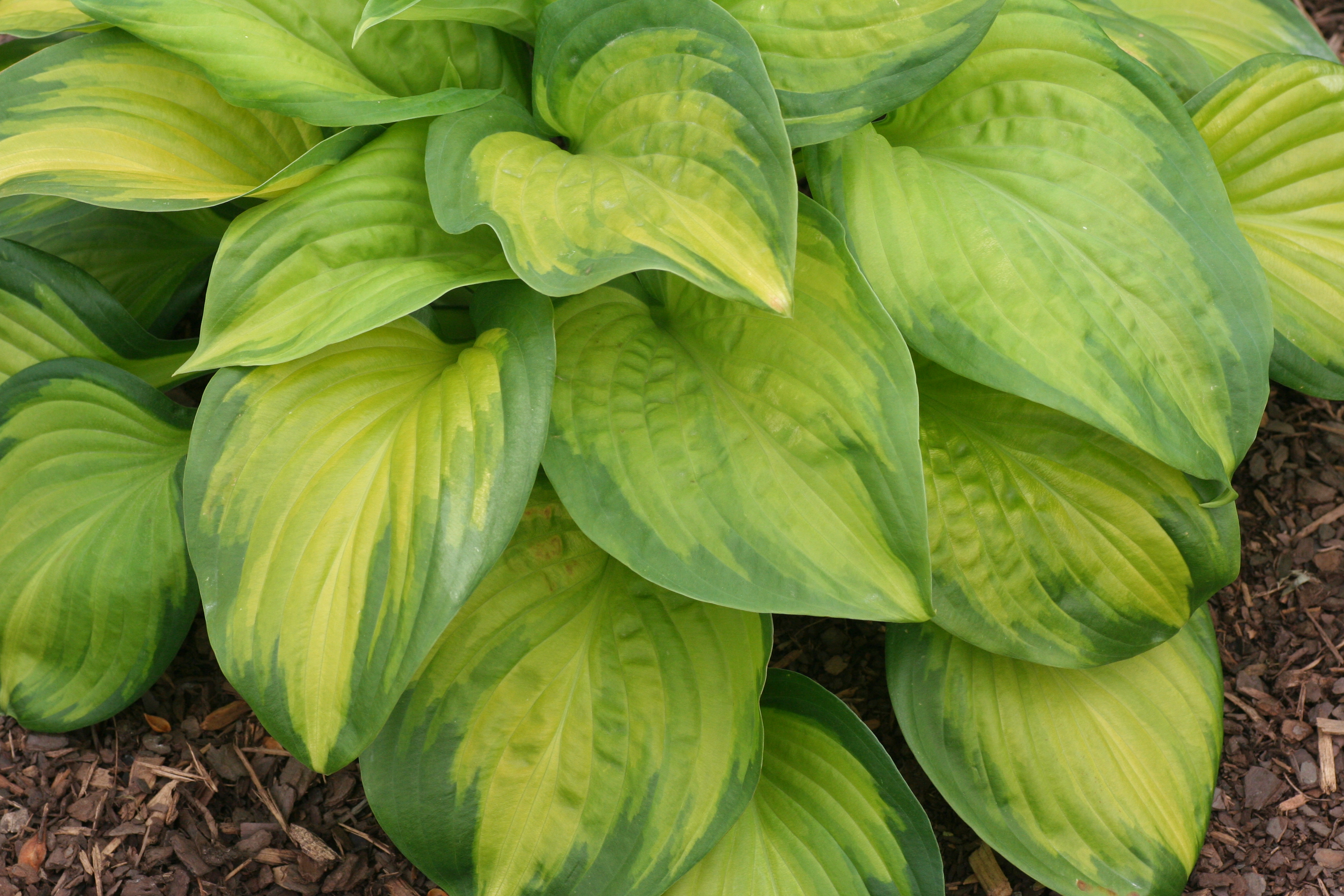 Stained Glass Hosta - Handpicked For You