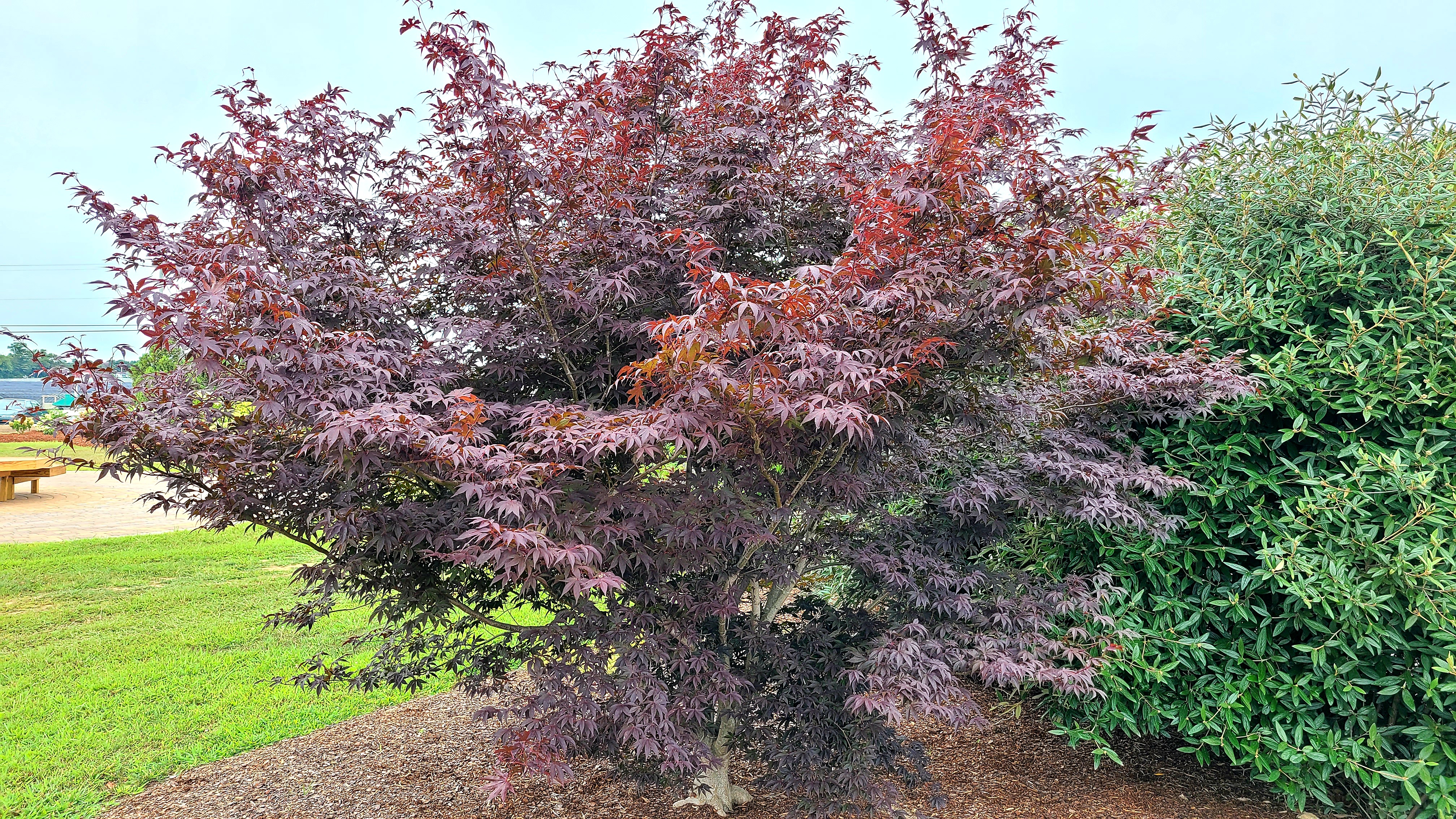 Emperor I® Japanese Maple - Handpicked For You