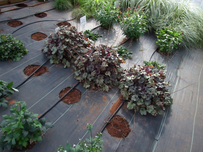 Northern Exposure™ Silver Coral Bells - Handpicked For You