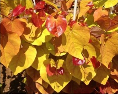 Flame Thrower® Redbud - Handpicked For You