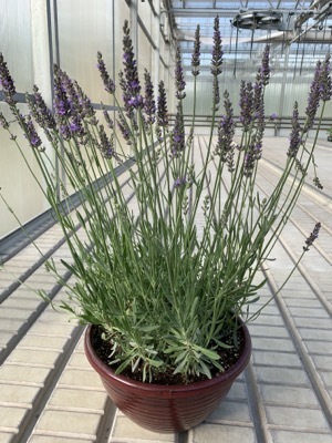 Sensational!® Lavender - Handpicked For You